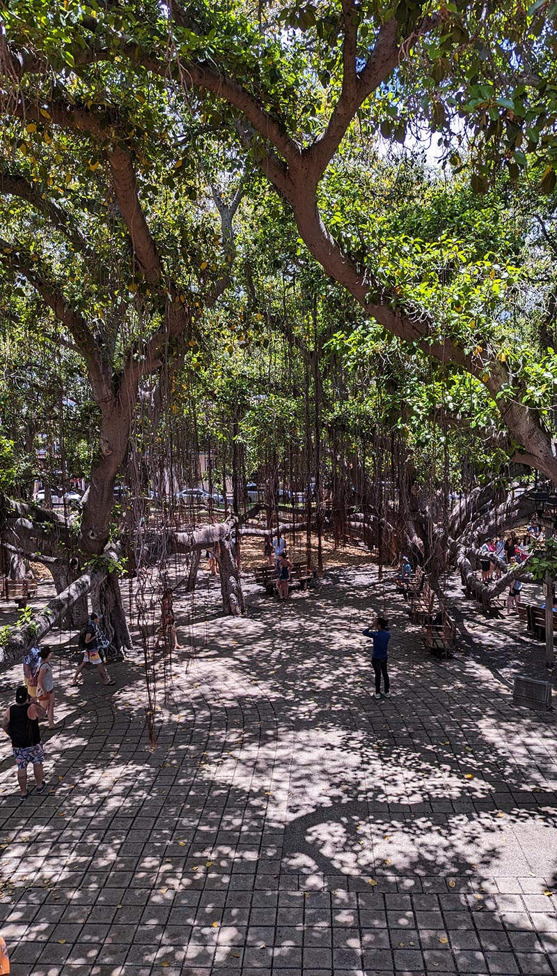 Lahaina's Recovery Efforts| Lahaina Restoration Foundation