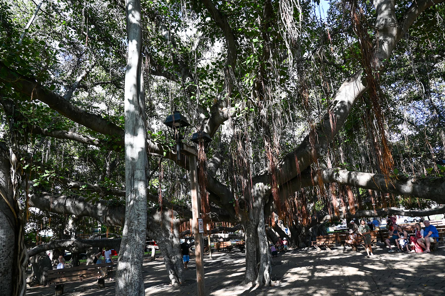 Lahaina's Recovery Efforts| Lahaina Restoration Foundation