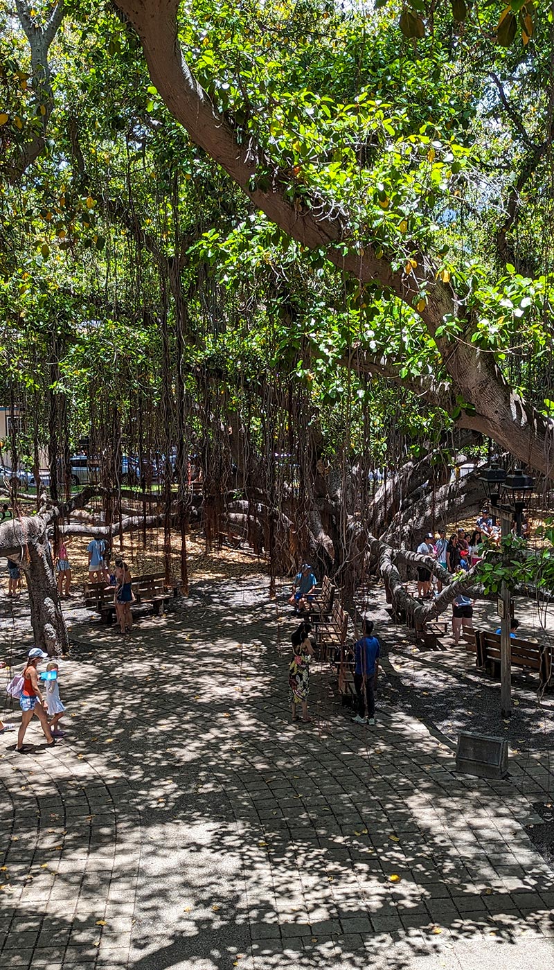 Lahaina's Recovery Efforts| Lahaina Restoration Foundation