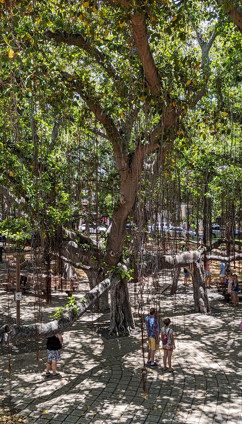 Lahaina's Recovery Efforts| Lahaina Restoration Foundation