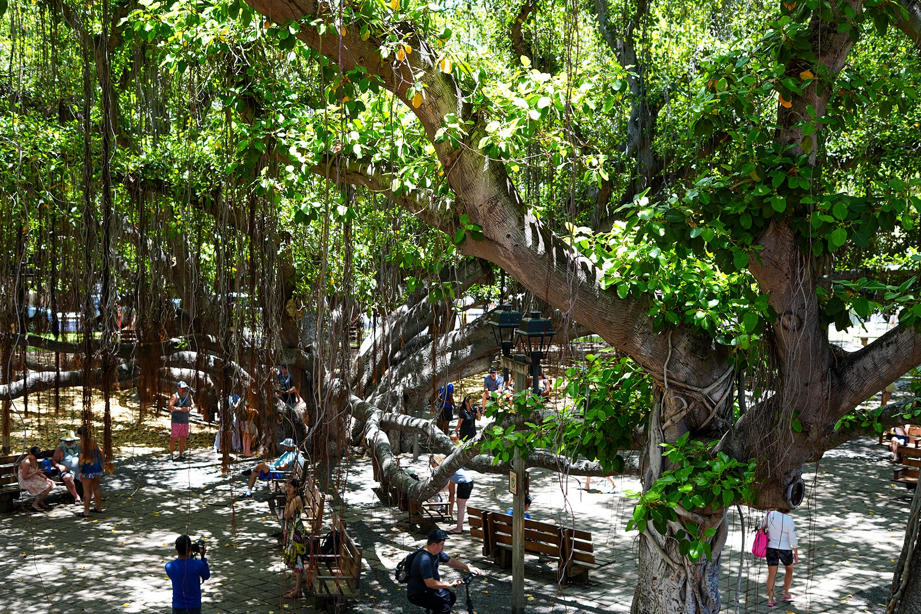 Lahaina's Recovery Efforts| Lahaina Restoration Foundation