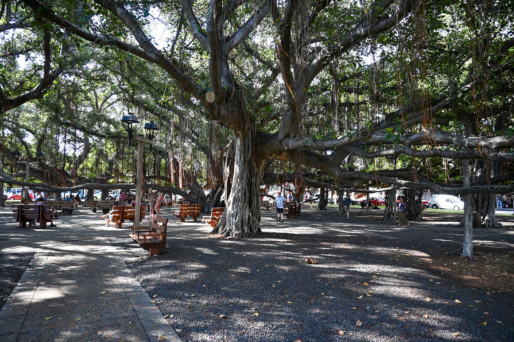 Lahaina's Recovery Efforts| Lahaina Restoration Foundation