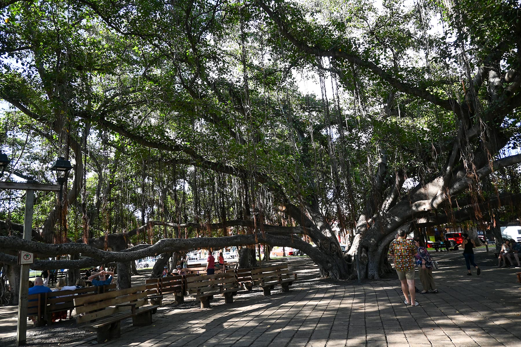 Lahaina's Recovery Efforts| Lahaina Restoration Foundation