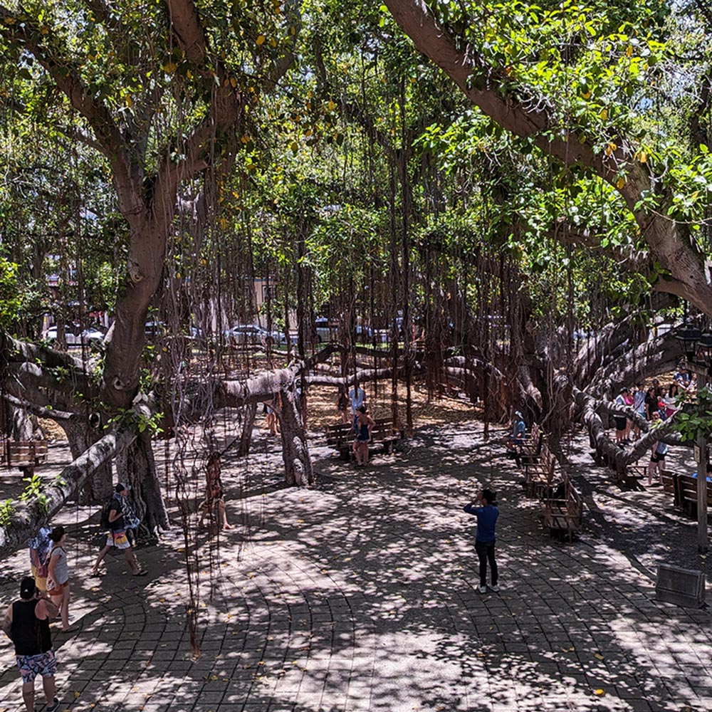 Lahaina's Recovery Efforts| Lahaina Restoration Foundation