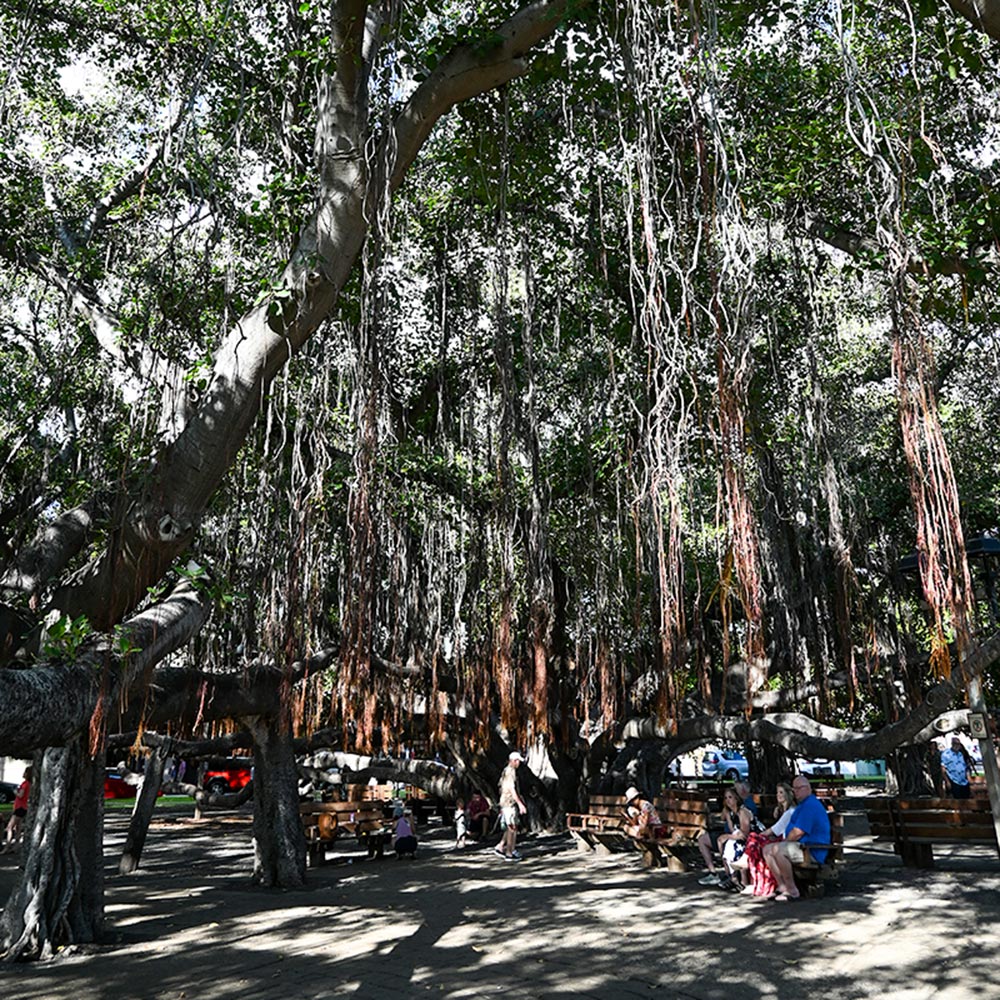 Lahaina's Recovery Efforts| Lahaina Restoration Foundation