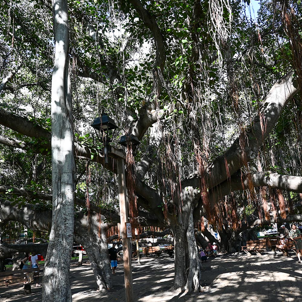 Lahaina's Recovery Efforts| Lahaina Restoration Foundation