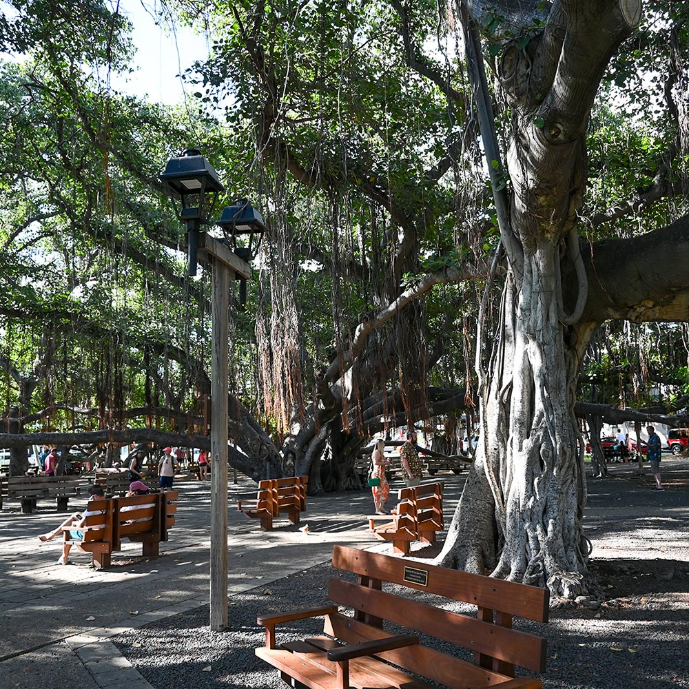 Lahaina's Recovery Efforts| Lahaina Restoration Foundation