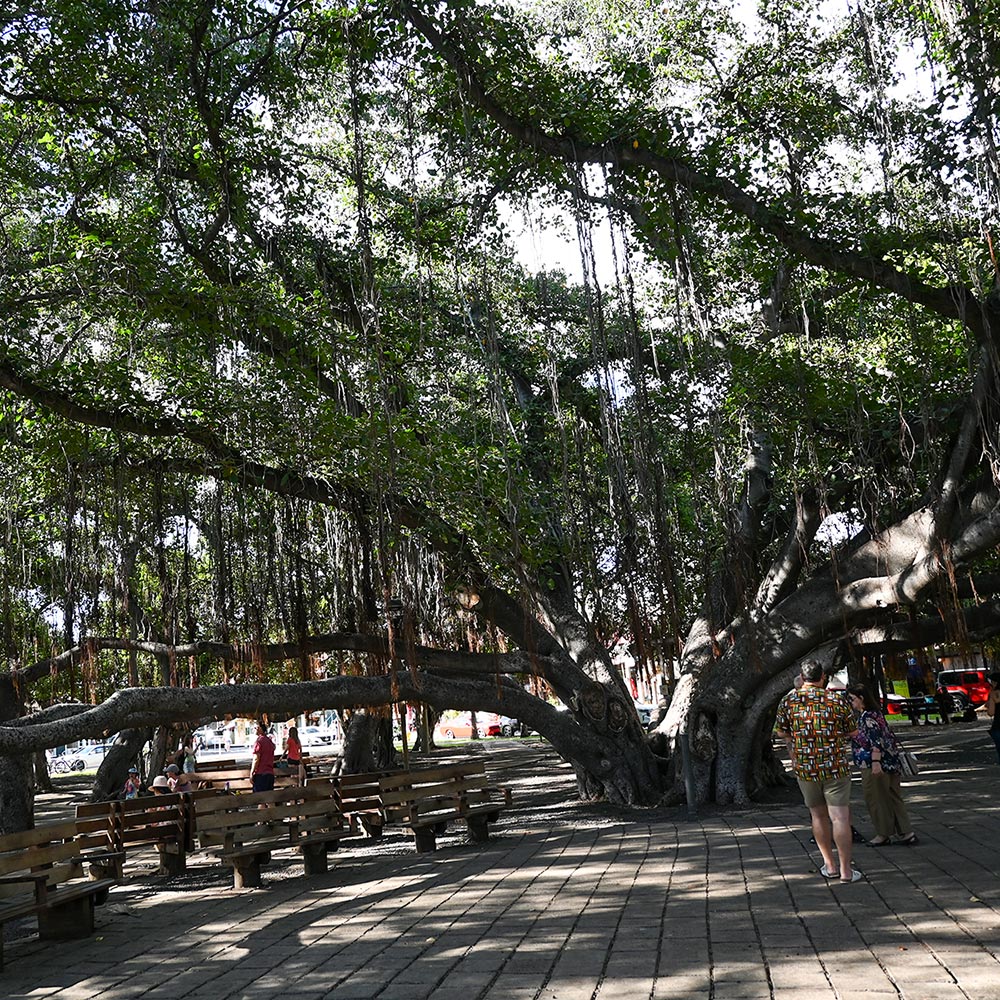 Lahaina's Recovery Efforts| Lahaina Restoration Foundation