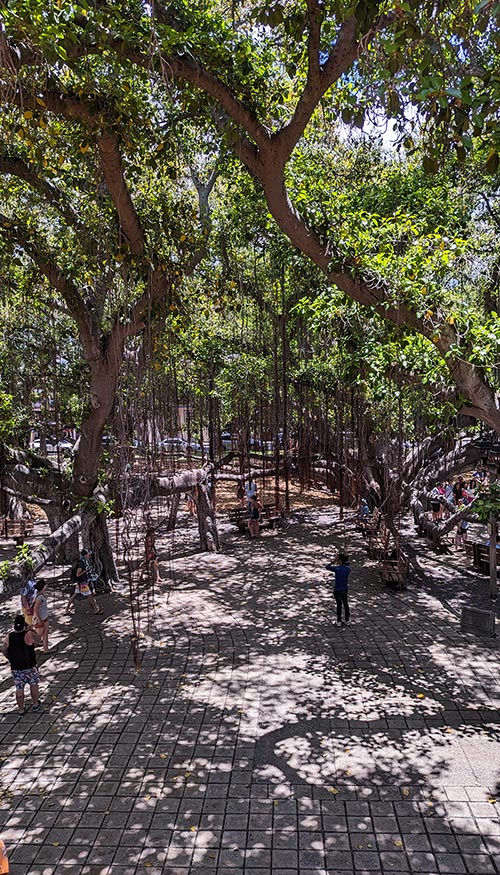 Lahaina's Recovery Efforts| Lahaina Restoration Foundation