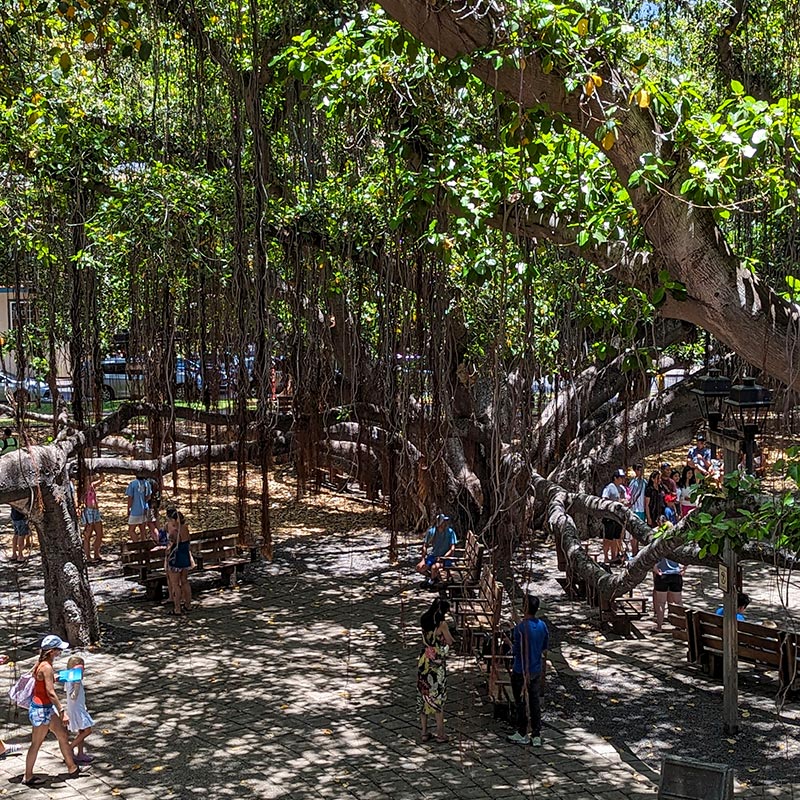 Lahaina's Recovery Efforts| Lahaina Restoration Foundation