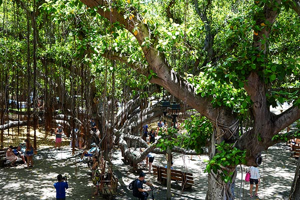 Lahaina's Recovery Efforts| Lahaina Restoration Foundation