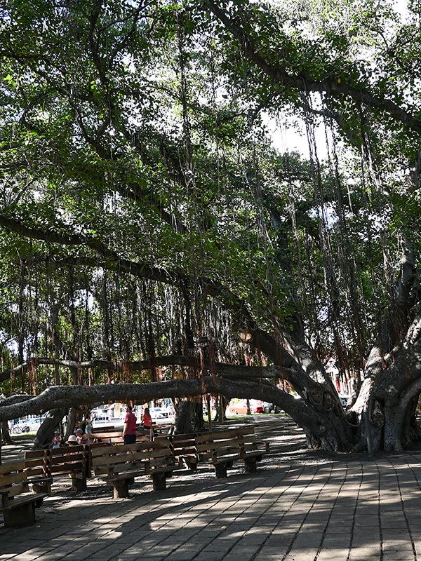 Lahaina's Recovery Efforts| Lahaina Restoration Foundation