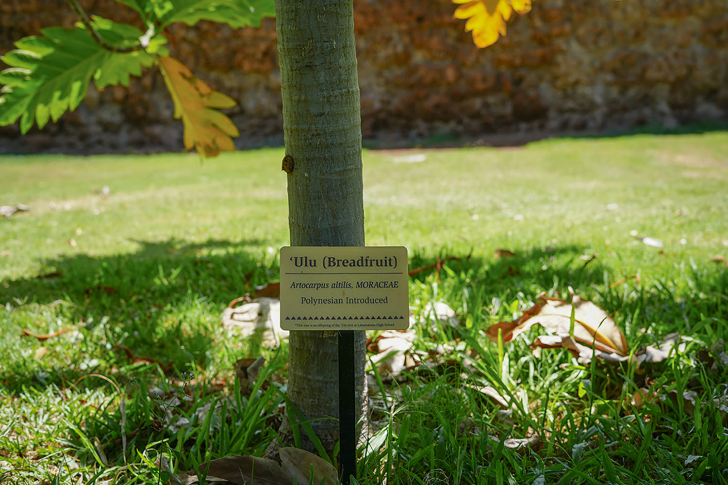 Historic Items from Lahaina| Lahaina Restoration Foundation