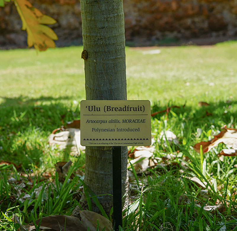 Historic Items from Lahaina| Lahaina Restoration Foundation